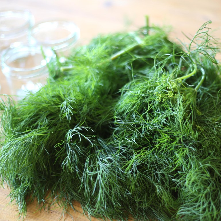 How to Store Dill for winter – a day in the life of a latvian mom