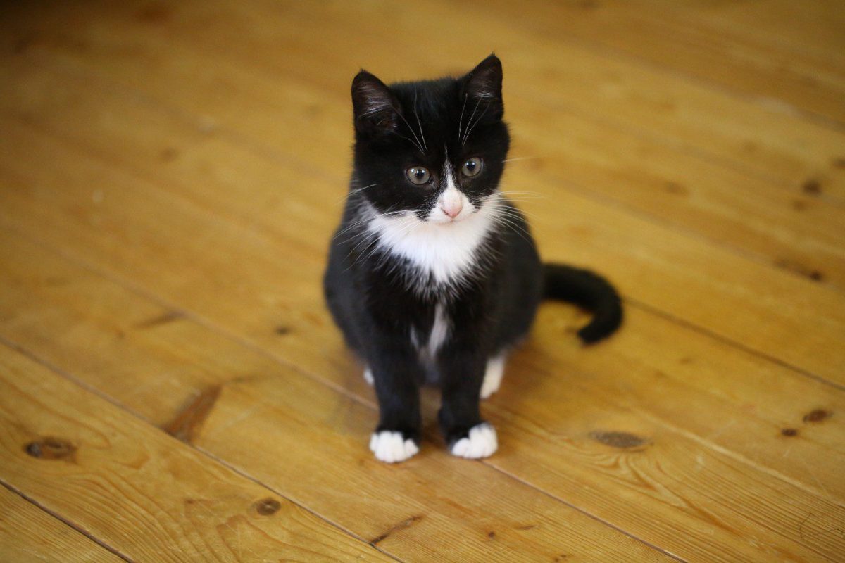 Introducing: Cat Marley! – a day in the life of a latvian mom