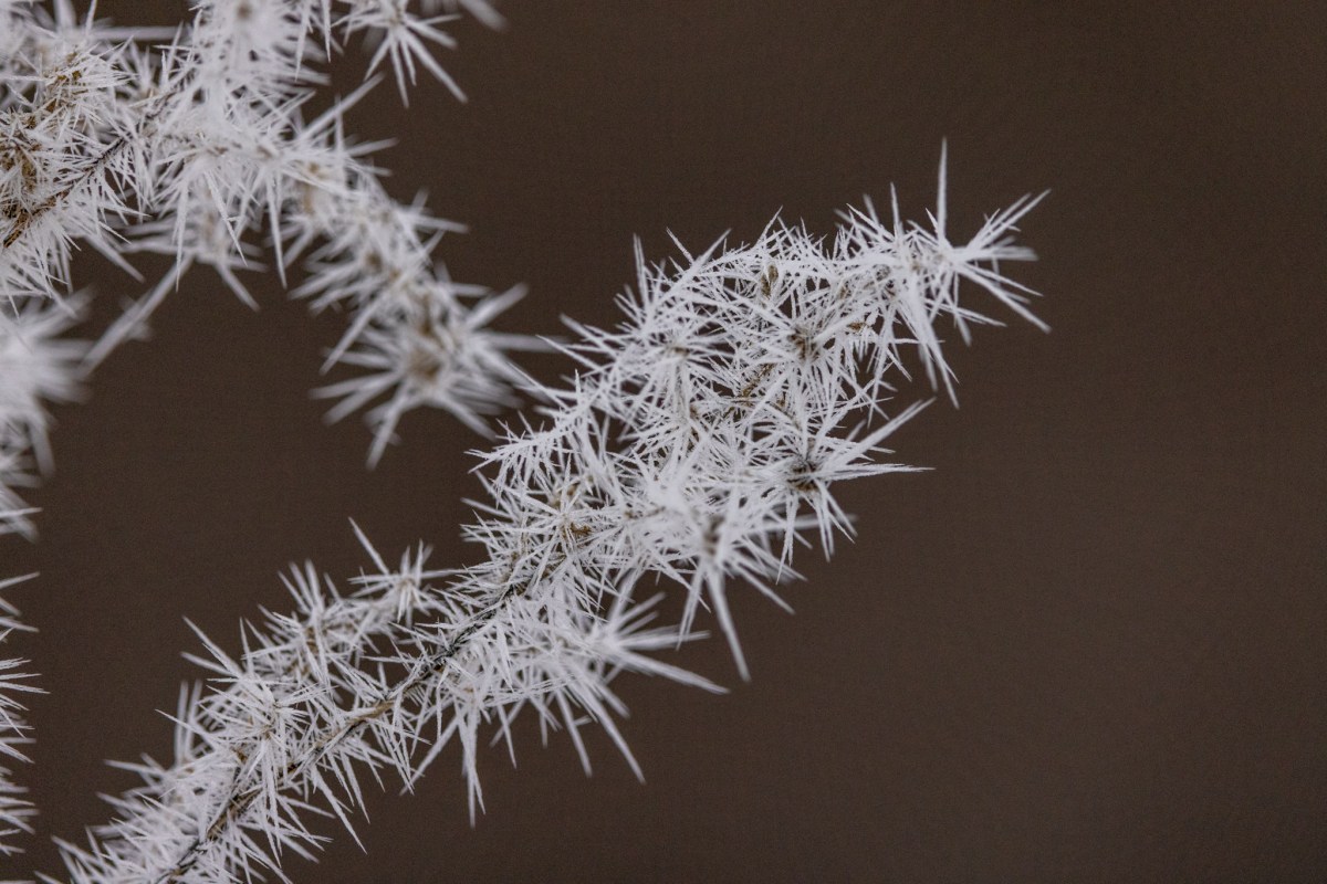 Discovering the Beauty of Hoar Frost Spikes – a day in the life of a ...