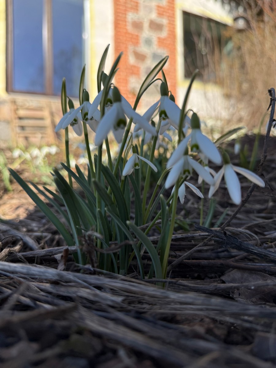 Spring Sneaks In: Snowdrops Are Here! – a day in the life of a latvian mom