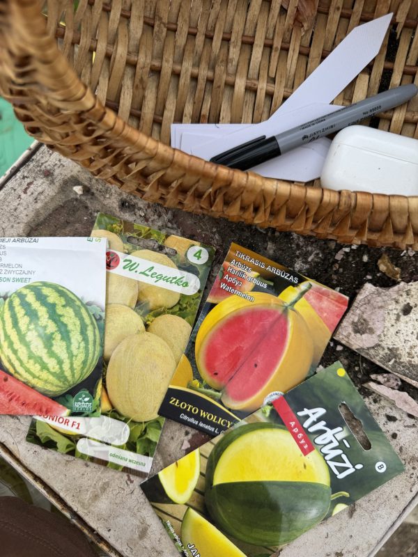 This Year’s Melon Experiment Begins in the Greenhouse – a day in the ...